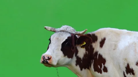 cow raises its head on green screen | Stock Video | Pond5