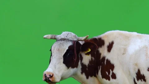 cow rises center of frame on green scree... | Stock Video | Pond5