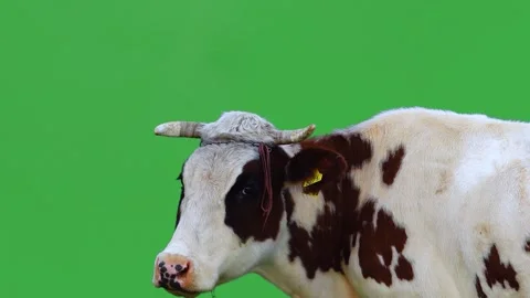 Cow Green Screen Stock Video Footage | Royalty Free Cow Green Screen ...