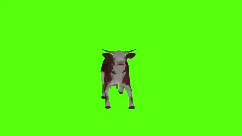 Green Screen Cow Stock Video Footage | Royalty Free Green Screen Cow ...
