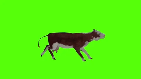 Cow Running Green Screen Animation 4k Re... | Stock Video | Pond5
