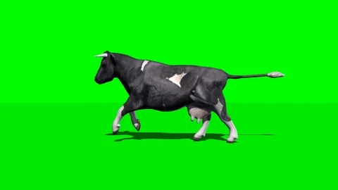 Green Screen Cow Stock Video Footage | Royalty Free Green Screen Cow ...
