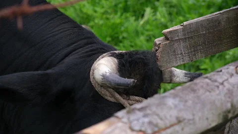 cow scratching horns. A cow scratches it... | Stock Video | Pond5