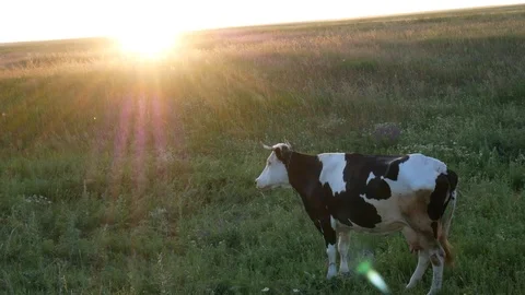 Cow scratching its ear and turning its h... | Stock Video | Pond5