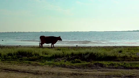 Sea Cow Milk Stock Videos – Royalty-Free HD & 4K Videos