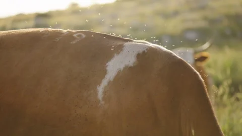 Cow shaking its back keeping flies away | Stock Video | Pond5