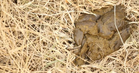Cow Pooping Stock Footage ~ Royalty Free Stock Videos | Page 3