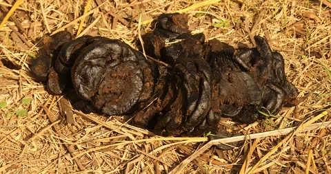 Cows Shitting Stock Video Footage | Royalty Free Cows Shitting Videos ...