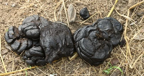 Cow Pooping Stock Footage ~ Royalty Free Stock Videos | Page 3