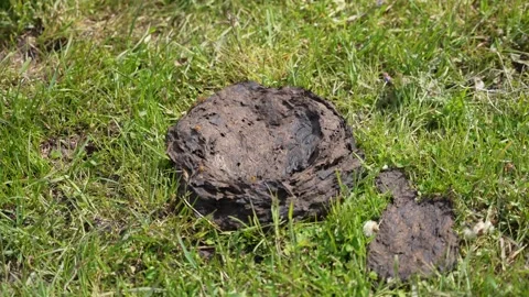 Shitting Stock Video Footage | Royalty Free Shitting Videos | Pond5