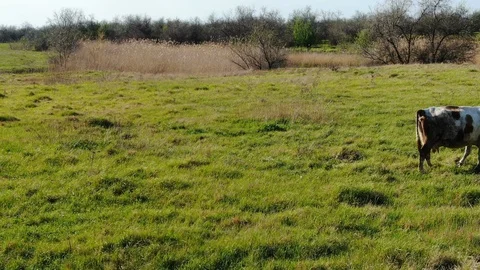 Cows Shitting Stock Video Footage | Royalty Free Cows Shitting Videos ...