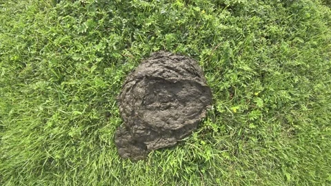 Cow Pooping Stock Footage ~ Royalty Free Stock Videos | Page 2