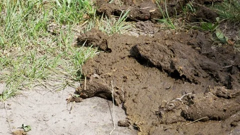 Step In Shit Stock Videos – Royalty-Free HD & 4K Videos | Pond5