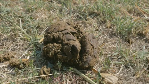 Cows Shitting Stock Video Footage | Royalty Free Cows Shitting Videos ...