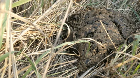 Cow Pooping Stock Videos – Royalty-Free HD & 4K Videos | Pond5