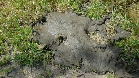 Cow Pooping Stock Videos – Royalty-Free HD & 4K Videos | Pond5