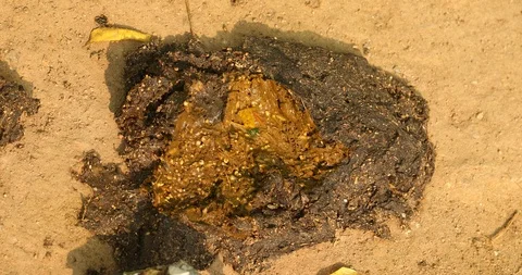 Cow Pooping Stock Footage ~ Royalty Free Stock Videos | Page 4