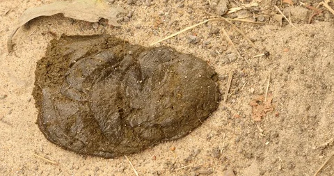 Cow Pooping Stock Footage ~ Royalty Free Stock Videos | Page 3