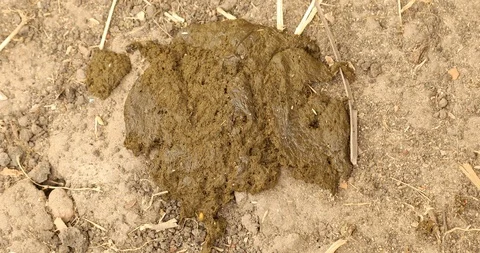 Cows Shitting Stock Video Footage | Royalty Free Cows Shitting Videos ...