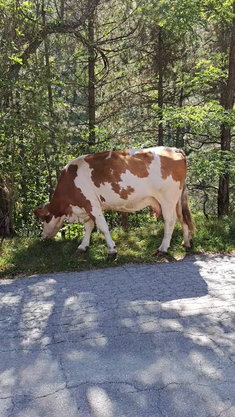 Short Cow Stock Videos – Royalty-Free HD & 4K Videos | Pond5