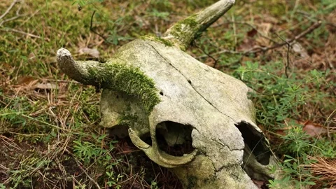 Cow skull lying on the ground. Dried cow... | Stock Video | Pond5