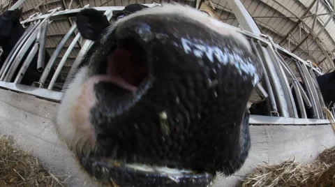 Cow smells, licks and easts straw, shows... | Stock Video | Pond5