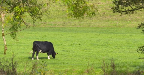 Swishing Tail Stock Video Footage | Royalty Free Swishing Tail Videos ...