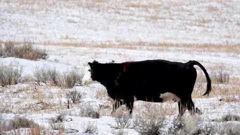 Cows Shitting Stock Video Footage | Royalty Free Cows Shitting Videos ...