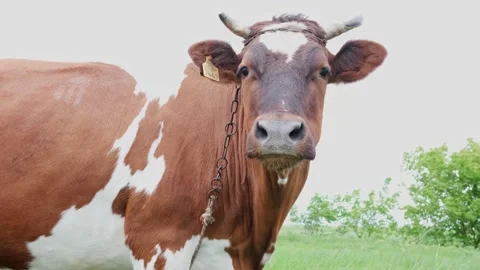 Lick Her A Stock Videos – Royalty-Free HD & 4K Videos