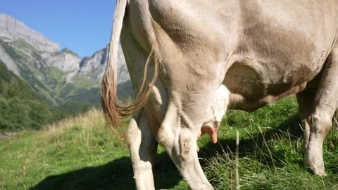 Udders Stock Video Footage | Royalty Free Udders Videos | Pond5