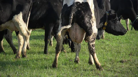 A Strong Pee Stock Videos – Royalty-Free HD & 4K Videos | Pond5