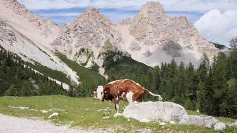 Cow Urinating after Grazing on Green Mea... | Stock Video | Pond5