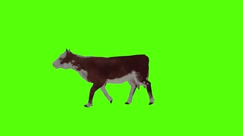 Cow Walking Green Screen Animation 4k Re... | Stock Video | Pond5