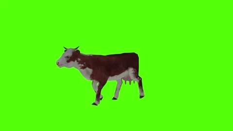 Cow Walking Green Screen Animation 4k Re... | Stock Video | Pond5