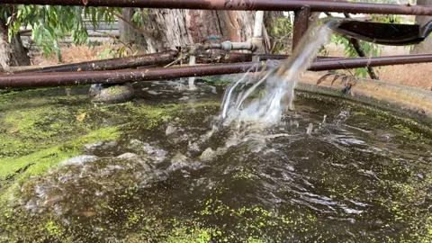 Cow Water Trough, Dirty Trough Cleaning | Stock Video | Pond5