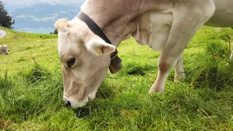 Cow Horns Stock Videos – Royalty-Free HD & 4K Videos