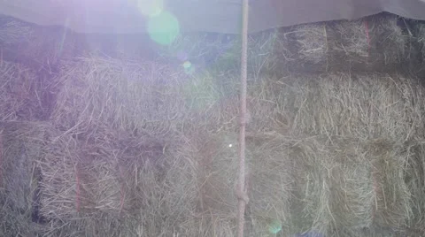 Cowboy plays old fiddle in barn rafters ... | Stock Video | Pond5