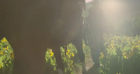 A cowboy walking with his horse in a flo... | Stock Video | Pond5