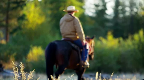 Wilderness Horses Stock Footage ~ Royalty Free Stock Videos | Pond5