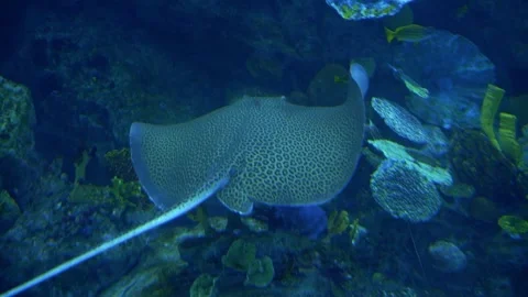 Cownose Rays fish in deep sea , look thr... | Stock Video | Pond5