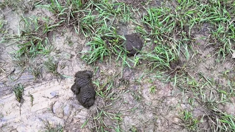 Cow Pooping Stock Videos – Royalty-Free HD & 4K Videos | Pond5