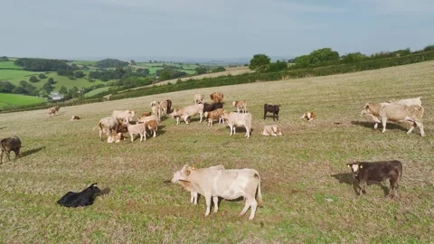 Cows and Bulls on Devon Fields and Farms... | Stock Video | Pond5