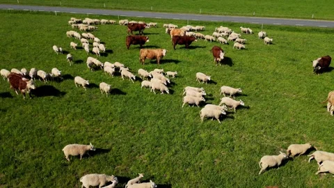 Cow and Sheep Stock Video Footage | Royalty Free Cow and Sheep Videos ...