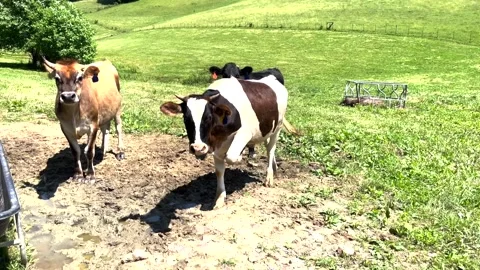 Cows approach with trepidation while sha... | Stock Video | Pond5