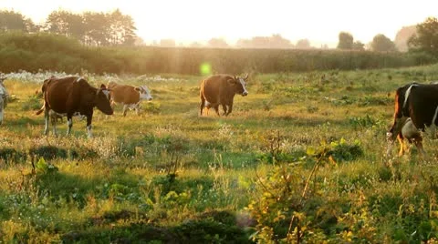 Cow Stock Video Footage | Royalty Free Cow Videos | Pond5