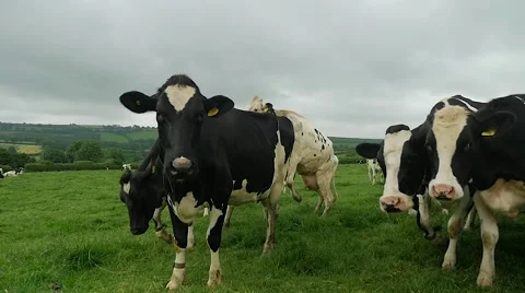 Bulling Stock Footage ~ Royalty Free Stock Videos | Pond5