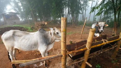 Cows in a Burmese village with fog, Asia... | Stock Video | Pond5