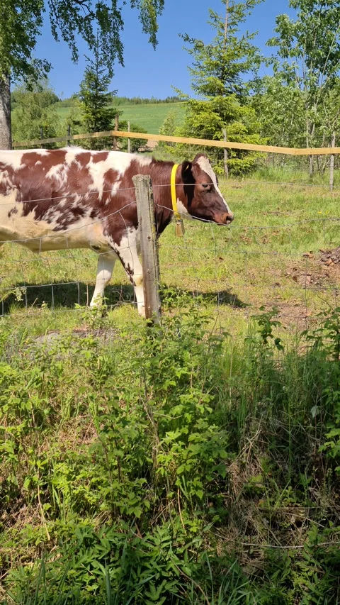 Cows with cowbells | Stock Video | Pond5