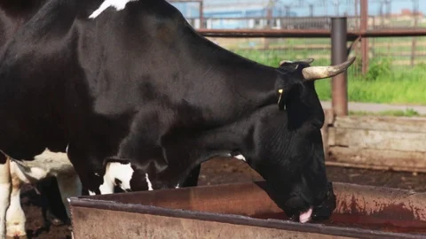 Cows drinking water on dairy farm. Cows ... | Stock Video | Pond5