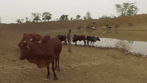 Cows drinking water in a pond, Alaba kui... | Stock Video | Pond5